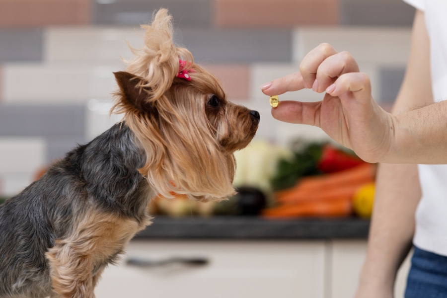 How to Properly Give Your Dog a Pill: Step-by-Step Guide