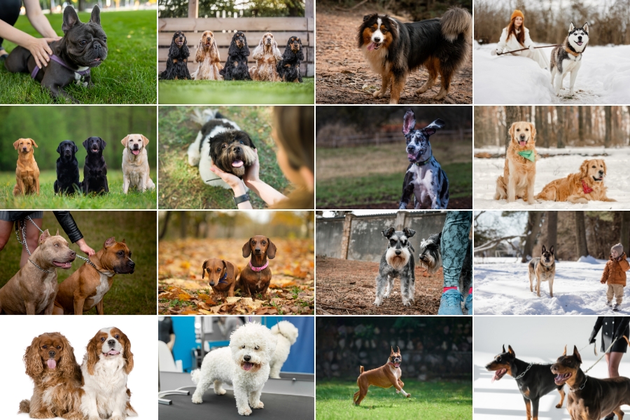 Common Dog Breed Medical Conditions & Preventive Care Guide