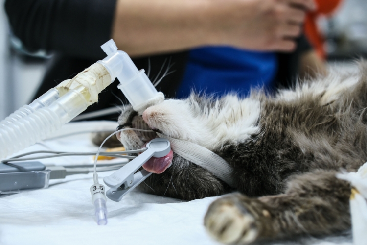 Preparing Your Cat for Safe Surgery at Pure Paws